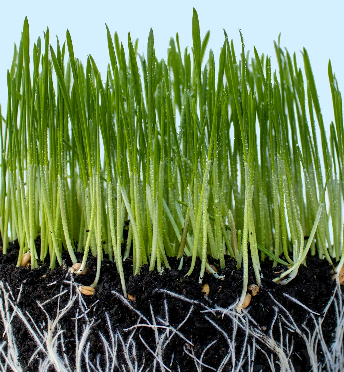 Comparing Garden Pot Materials: FRP vs Traditional Options